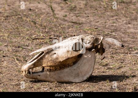 Old horse skull lying pn the ground in Letea Forest, Romania, the ...