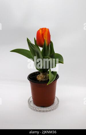 The representative spring flower, Dutch pink tulip Stock Photo - Alamy