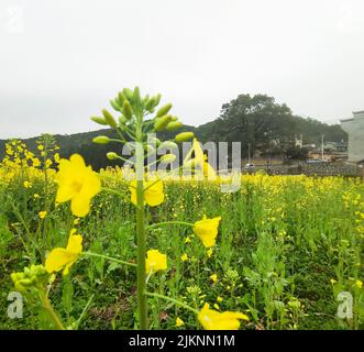 A selective focus shot of Rapeseed flowers on a field Stock Photo - Alamy