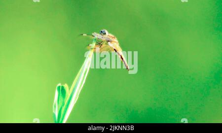 A selective focus shot of a dragonfly perched on a dry plant Stock ...