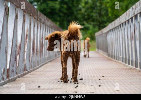 little dogs in ranch farming ,The dog are herding cattle on a ranch ...