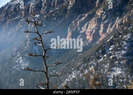 Winter morning view of Oak Creek Canyon in Flagstaff, Arizona, USA ...