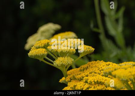 Close-ip of yellow milfoil flowers (achillea Stock Photo - Alamy