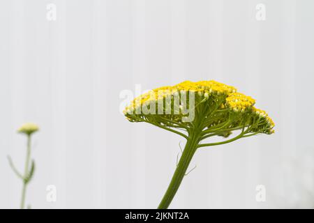 Close-ip of yellow milfoil flowers (achillea Stock Photo - Alamy