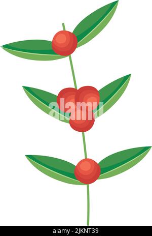 guarana superfood icon Stock Vector Image & Art - Alamy