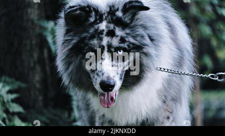 A beautiful rare mixed breed gray dog with blue eyes on a blurred ...