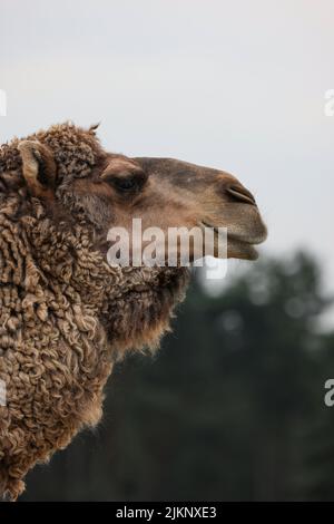 A vertical closeup of a camel's profile looking aside against green ...