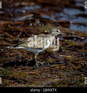 A closeup shot of a sand piper bird on a dirty lake shore Stock Photo ...