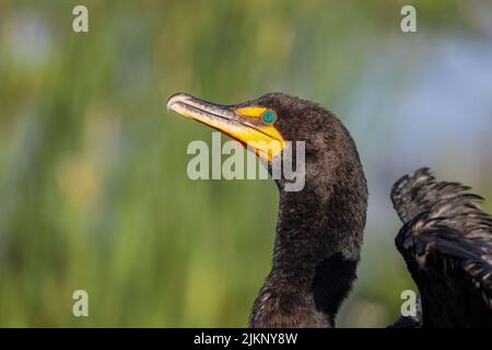 A closeup shot of a black Double-crested cormorant perched on a wood ...