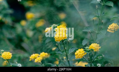Selective focus closeup of the Lantana flowers Stock Photo - Alamy