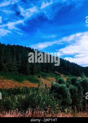 A vertical shot of a beautiful forest on a foggy day Stock Photo - Alamy
