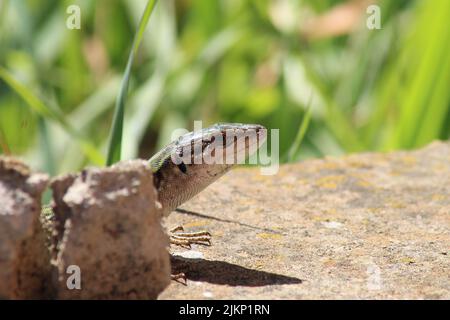 A closeup shot of the lizard on the stone Stock Photo - Alamy