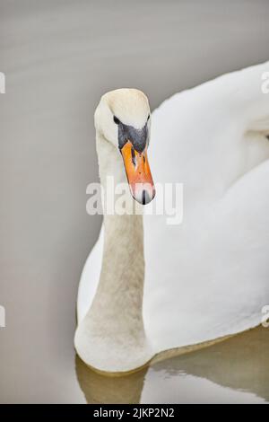 A vertical closeup of a white swan swimming in sunlit water Stock Photo ...