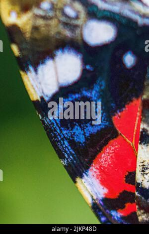 The upper wing of a fine-grained butterfly in a backyard in Basel ...