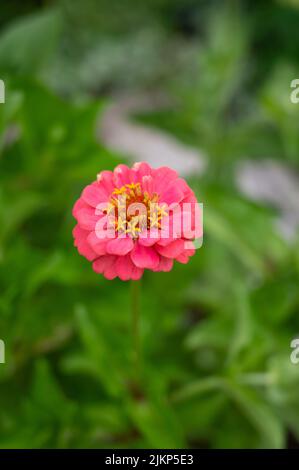 One Pink Zinnia flower cut out, New Jersey, NJ, USA, unusual close up ...