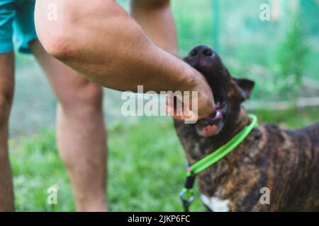 Bull Terrier bites a man's hand. Dog aggression. Selective focus Stock ...