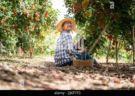 Asia Woman farmer Rambutan fruit Farmer Checking Quality of product ...