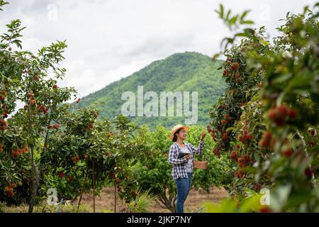Asia Woman farmer Rambutan fruit Farmer Checking Quality of product ...