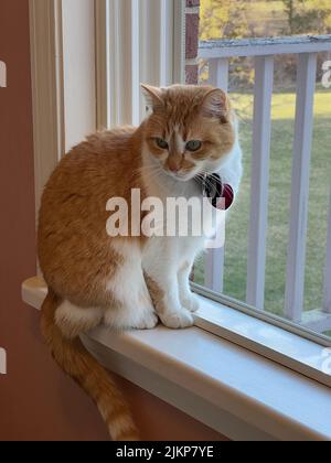 A vertical shot of a fluffy ginger striped cat looking into the camera ...