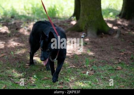 Black German Shepherd walking in the park. High quality photo Stock ...