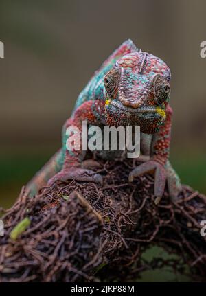 Closeup shot of a beautiful green chameleon Stock Photo - Alamy