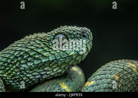 A closeup shot of a green viper snake isolated on a blurred background ...