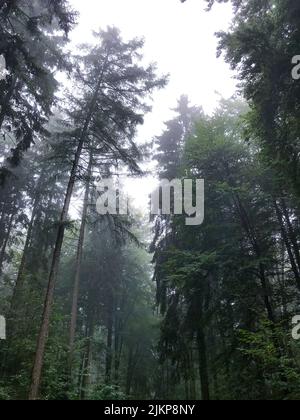 A vertical shot of an evergreen forest with tall trees on a foggy day ...