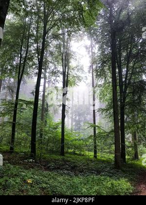 A vertical shot of evergreen trees on snow-covered mountain on a foggy ...