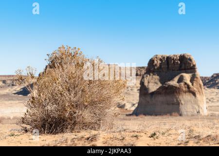 The Haloxylon ammodendron plant next to a rock formation in a desert ...
