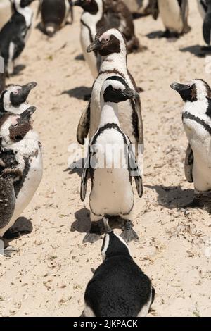 A vertical shot of a group of African penguins on a beachy area in a ...