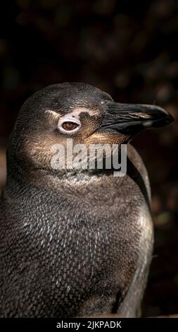 A closeup shot of an African penguin (Spheniscus demersus) with a ...