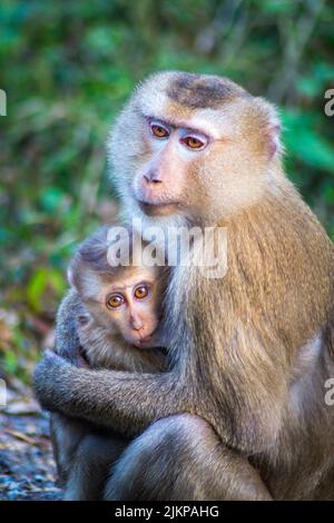 A beautiful shot of a monkey hugging it's baby Stock Photo - Alamy