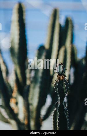 Vertical shot of a cactus on a blurred background Stock Photo - Alamy