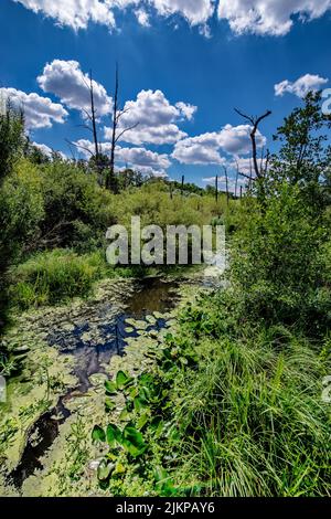 Biotop in Berlin Stock Photo - Alamy