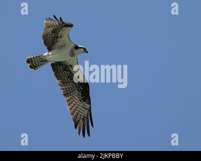 A low-angle shot of an Osprey bird flying against the cloudy sky on a ...