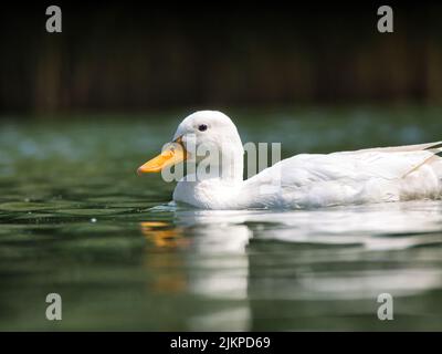 sideview of a white duck in a pond on a sunny day from a long angle ...
