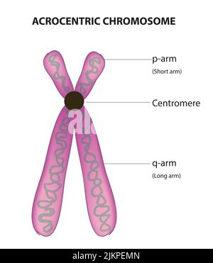 Classification of centromere (Chromosome classification Stock Photo - Alamy