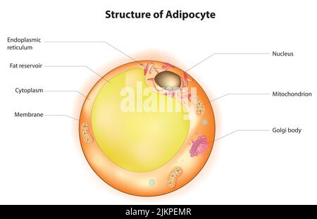 Fat cells, illustration. Fat cells (adipocytes or lipocytes) are the ...