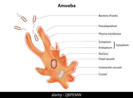 Illustration of the structure of a typical animal cell. The cell nucleus is at centre left. It ...