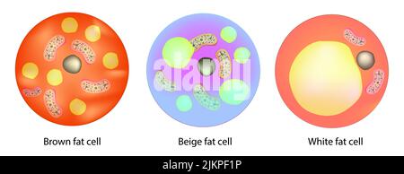 Fat anatomy diagram adipocyte or lipocyte concept with a cross section ...