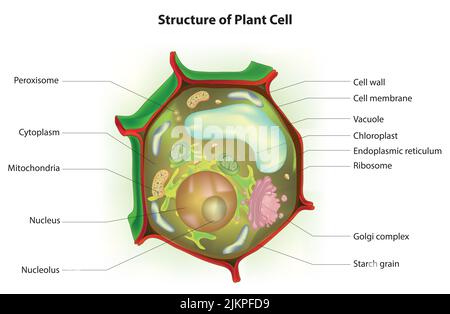 Plant cell anatomy, Illustration of the Plant cell anatomy structure ...