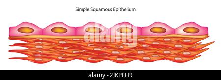 Simple squamous epithelium Stock Photo - Alamy