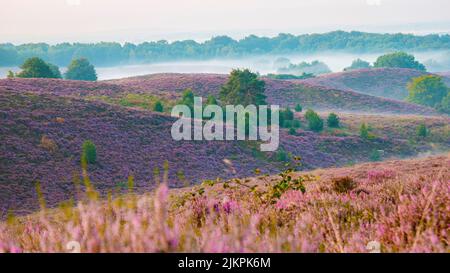 Posbank National park Veluwe, purple pink heather in bloom, blooming ...