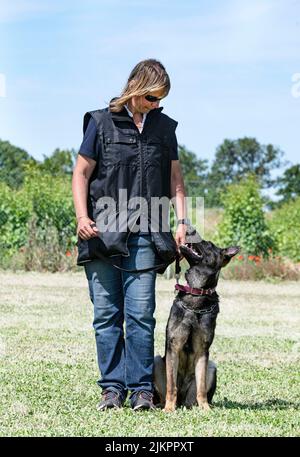 gray german shepherd training for competition of obedience Stock Photo ...