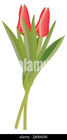 Realistic Red Tulips Flower Isolated on White Background. Vector ...