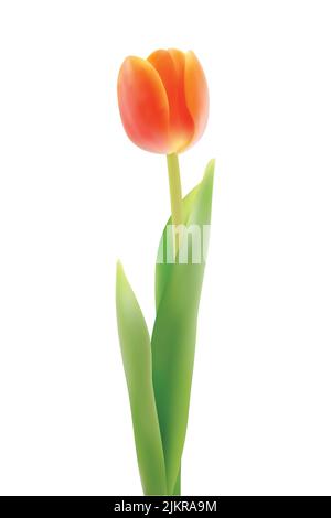 Realistic Pink Tulips Flower Bouquet Isolated on Transparent Background ...