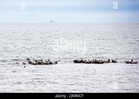 A colony of grey seals bask off the beach at Portgordon,Morayshire ...