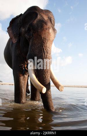 Asian Elephant Male with long tusks , The forks are fangs that have ...