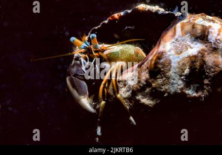 Blue-eyed hermit crab (Calcinus laevimanus) from the Philippines Stock ...