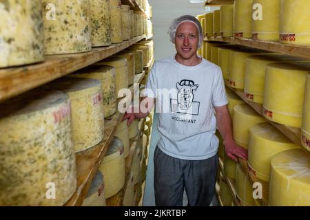 Cheese making of prize-winning cheddar style cheese at the Pyengana ...